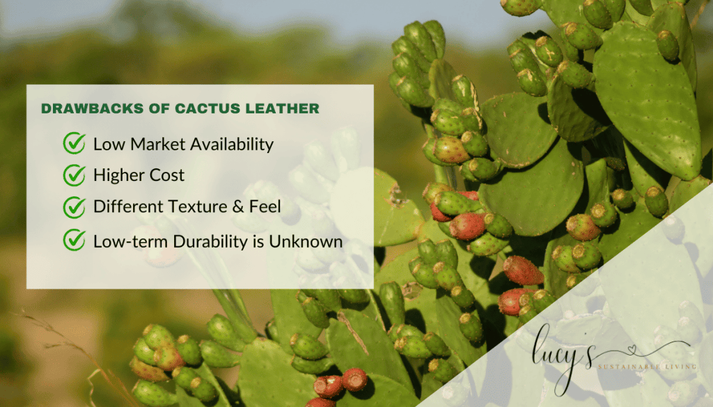 What Is Cactus Leather? Exploring Its Journey From Desert To Wardrobe